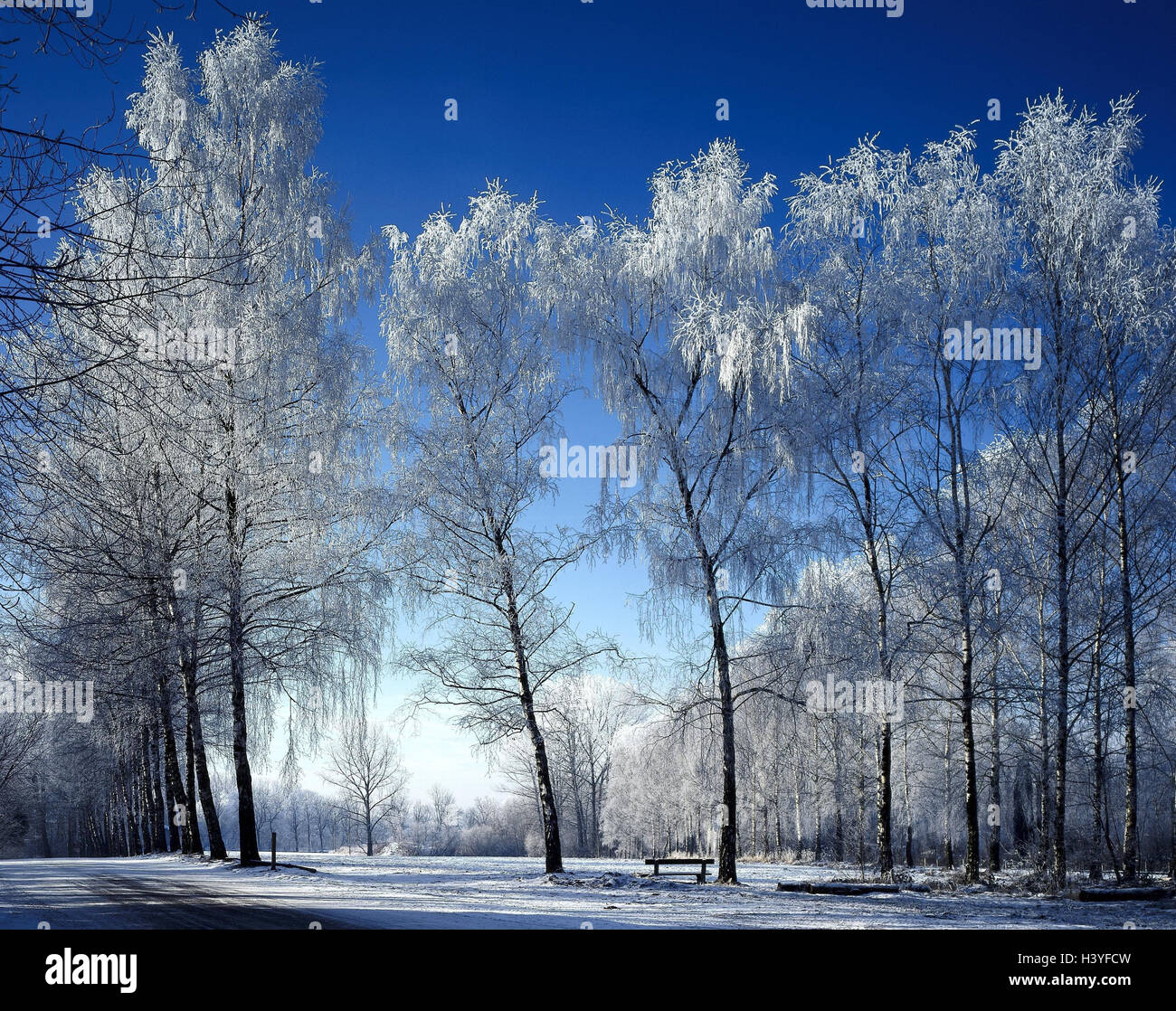 Germany, Upper Bavaria, game park, Poing, trees, hoarfrost, outside ...