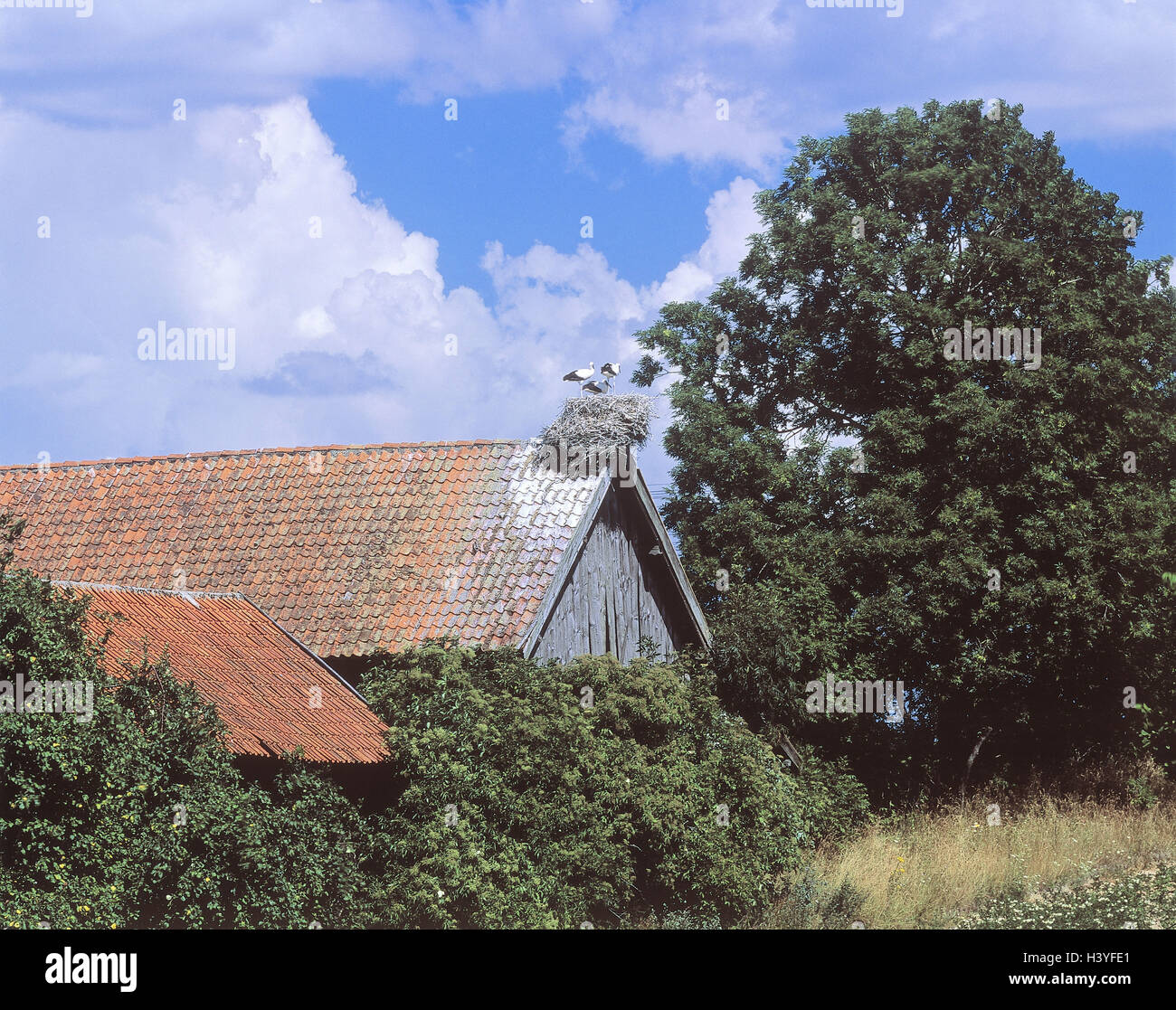 Farm animals house barn hi-res stock photography and images - Alamy