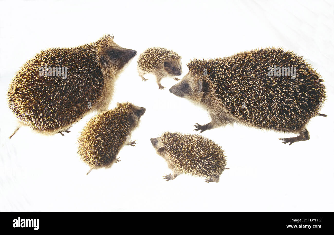 European hedgehog family hi-res stock photography and images - Alamy