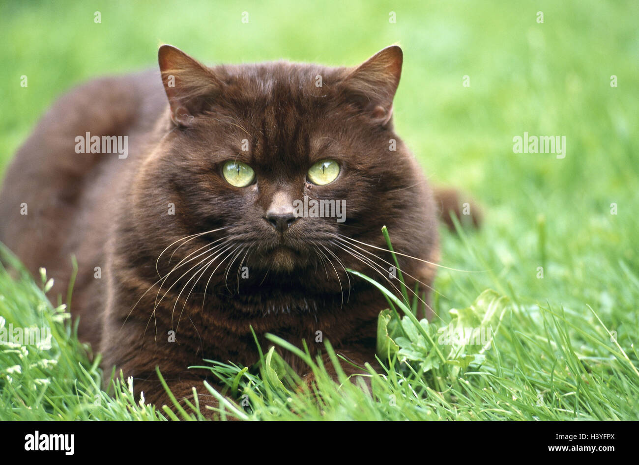 Meadow, cat, In British short hair, staining "chocolate", animal ...