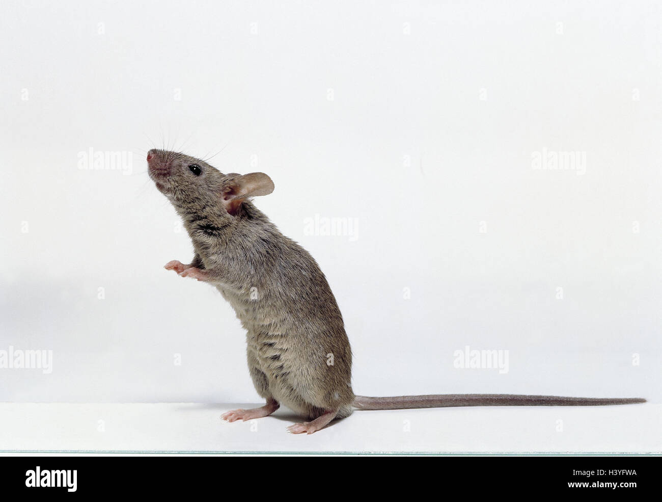 Rat, Rattus spec., animals, animal, mammals, mammal, rodents, rodent ...