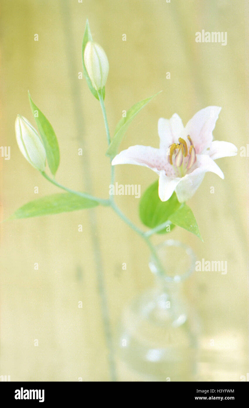 Glass, lily, Lilium spec., vase, flower, flowers, plant, plants ...
