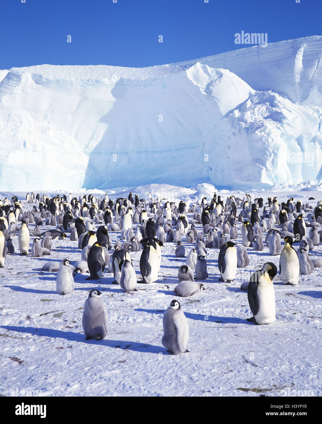 Antarctic, imperial penguins, Aptenodytes forsteri, brood colony Stock ...