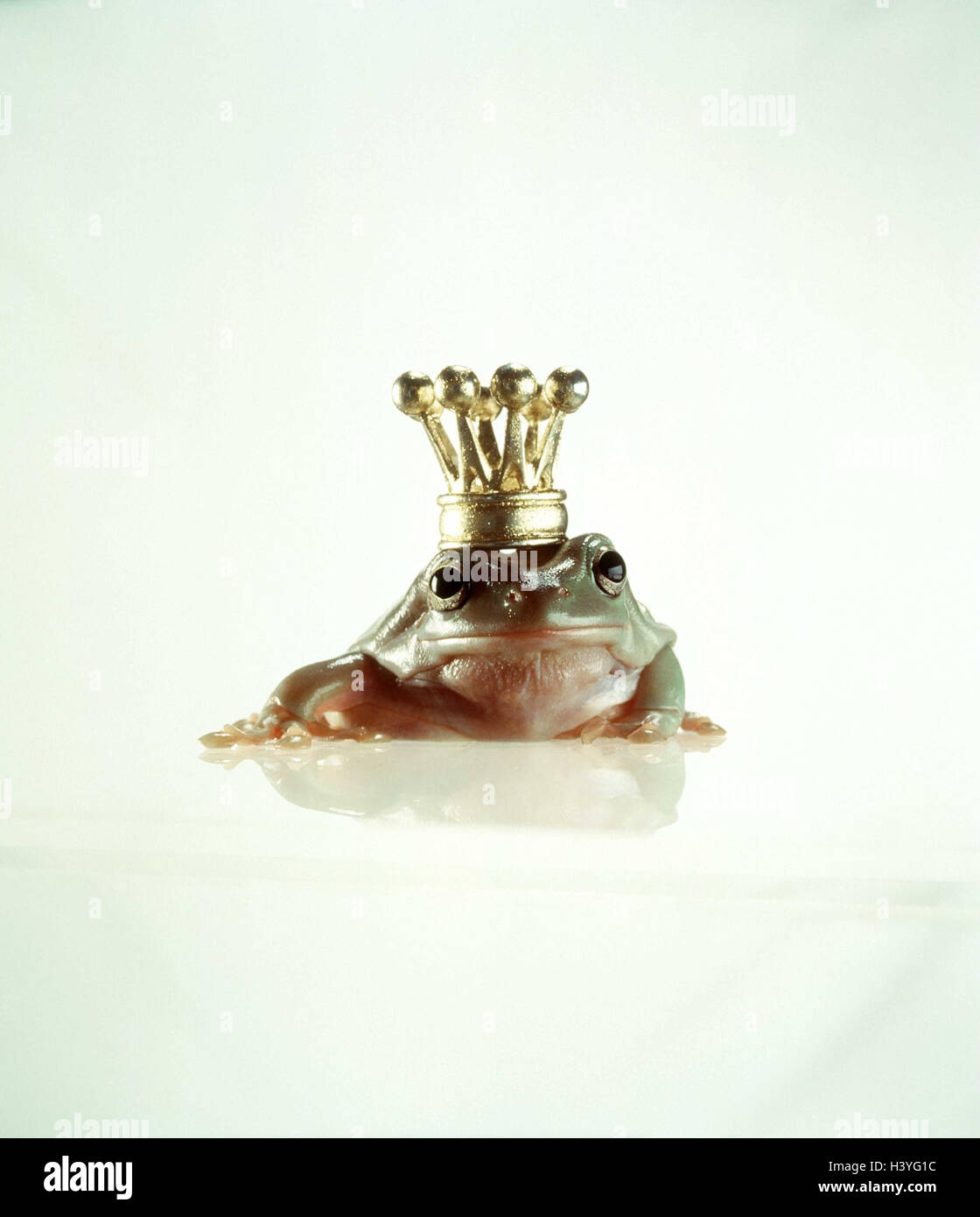 Frog, crown, "frog prince" animal, animal fairy tale, fairy tale, fairy ...