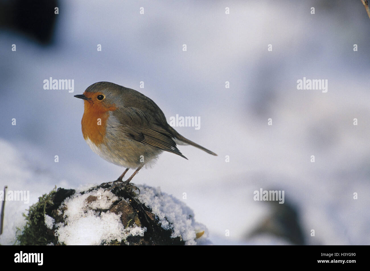 Redbreasts, Erithacus rubecula, snow, Europe, Germany, animal world ...