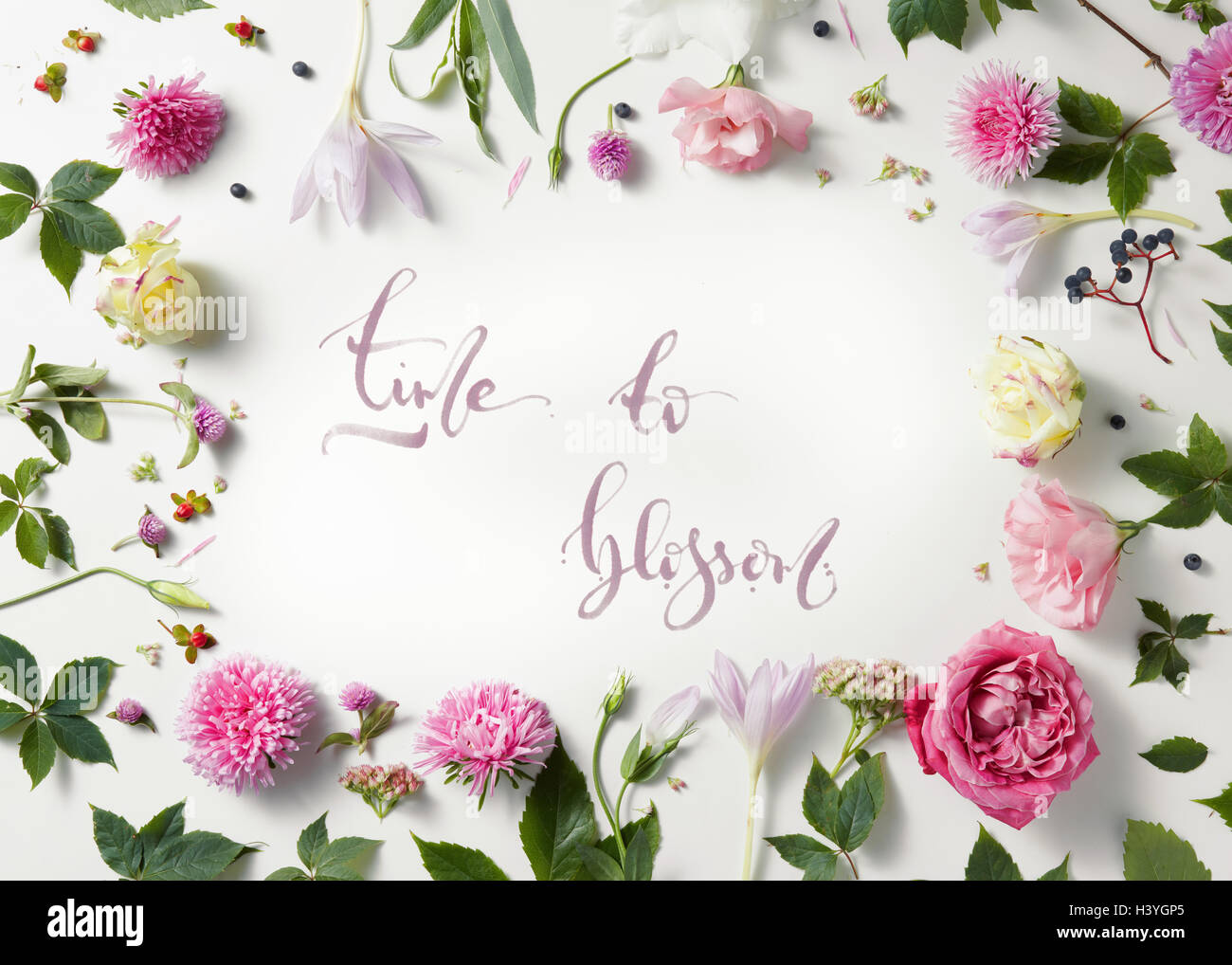 border of pink and white roses with green leaves Stock Photo - Alamy
