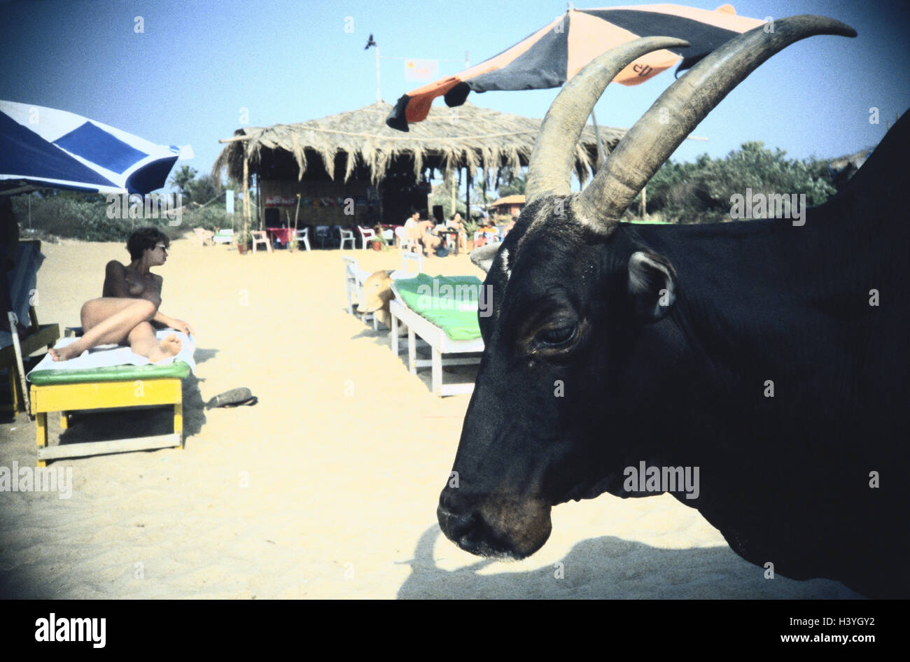India, Goa, beach, bathers, cattles, holy cows, no model release ...