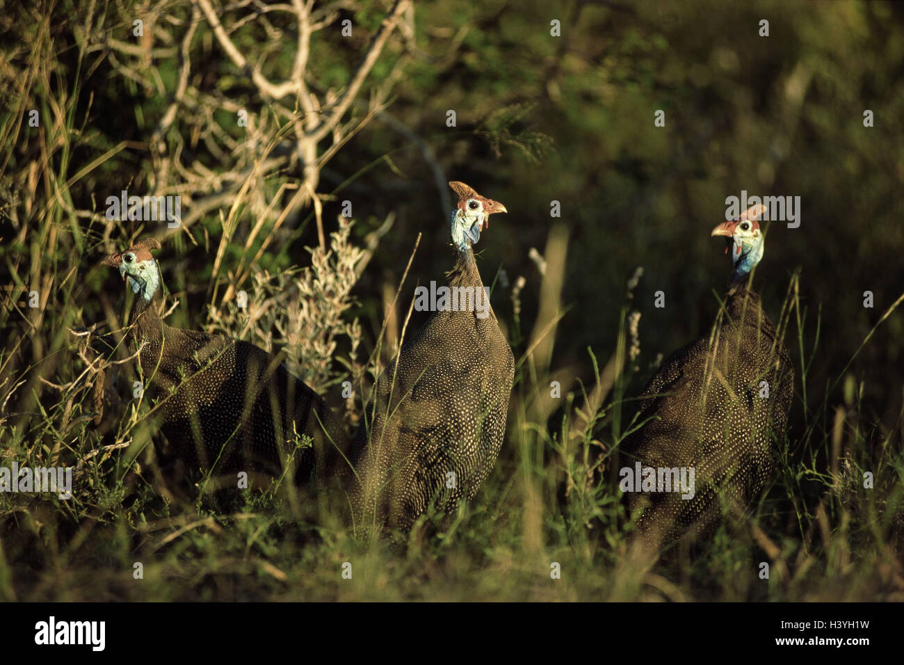 Helmet guineafowl hi-res stock photography and images - Alamy