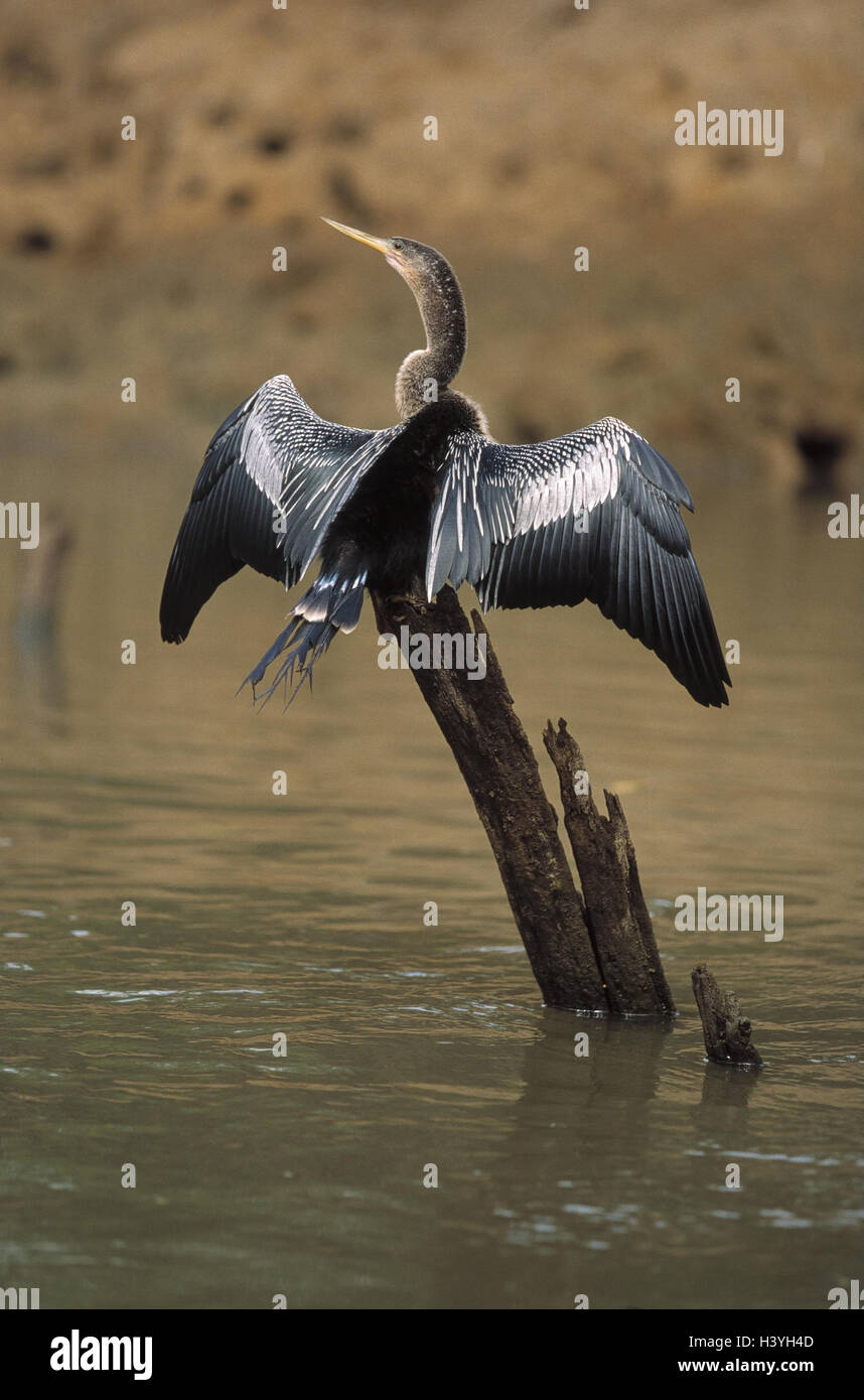 Anhinga spec hi-res stock photography and images - Alamy