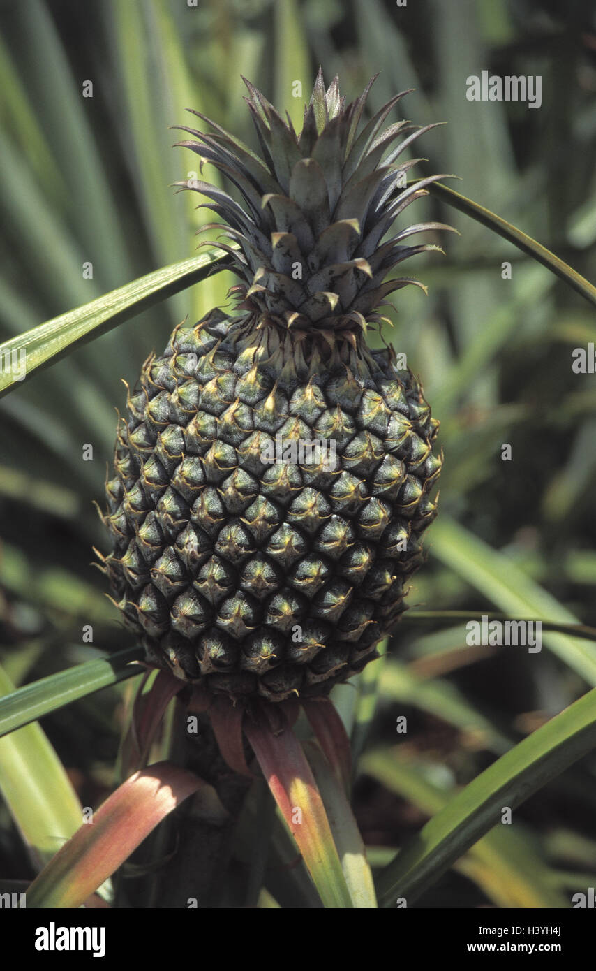 The USA, Hawaii, pineapple plantation, pineapple plant, pineapple ...