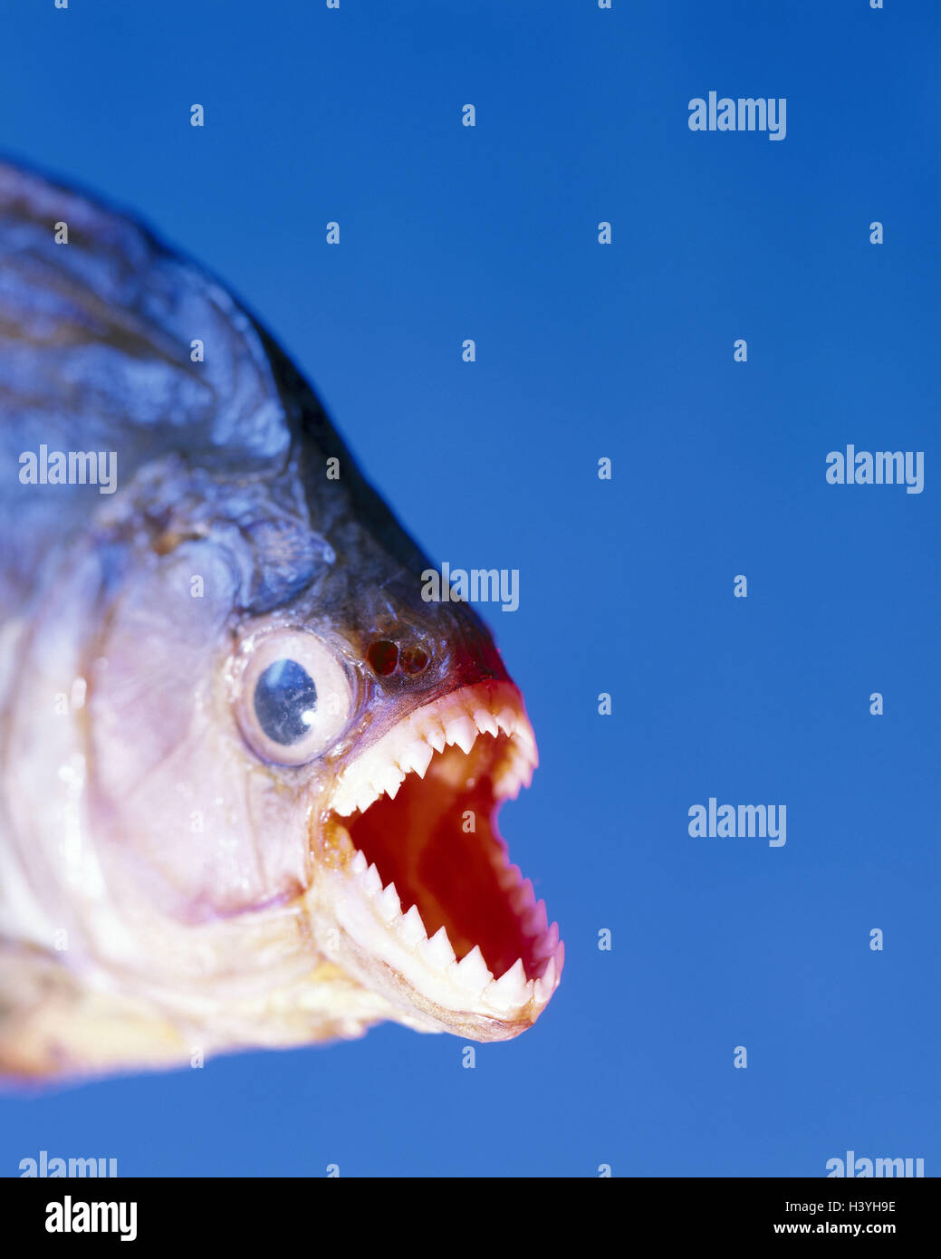 Fish, piranha, preserves, head, predatory fish, preparation, Piraya ...