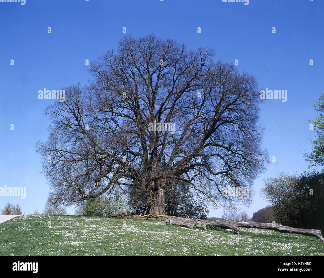 Spring meadow, lime-tree, season, spring, meadow, tree, broad-leaved ...