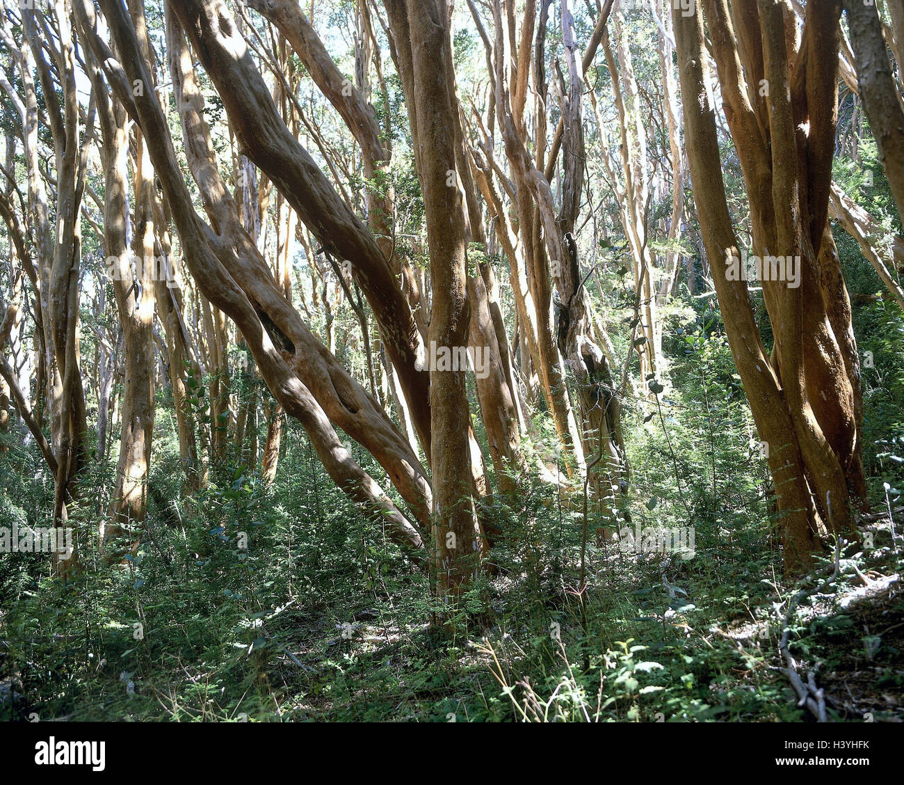 Argentina, Patagonia, Nahuel Huapi national park, Arrayanes Forest ...