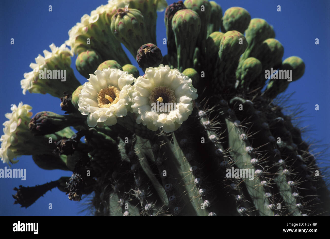The USA, Arizona, Saguaro cactus, detail, blossoms the United States ...