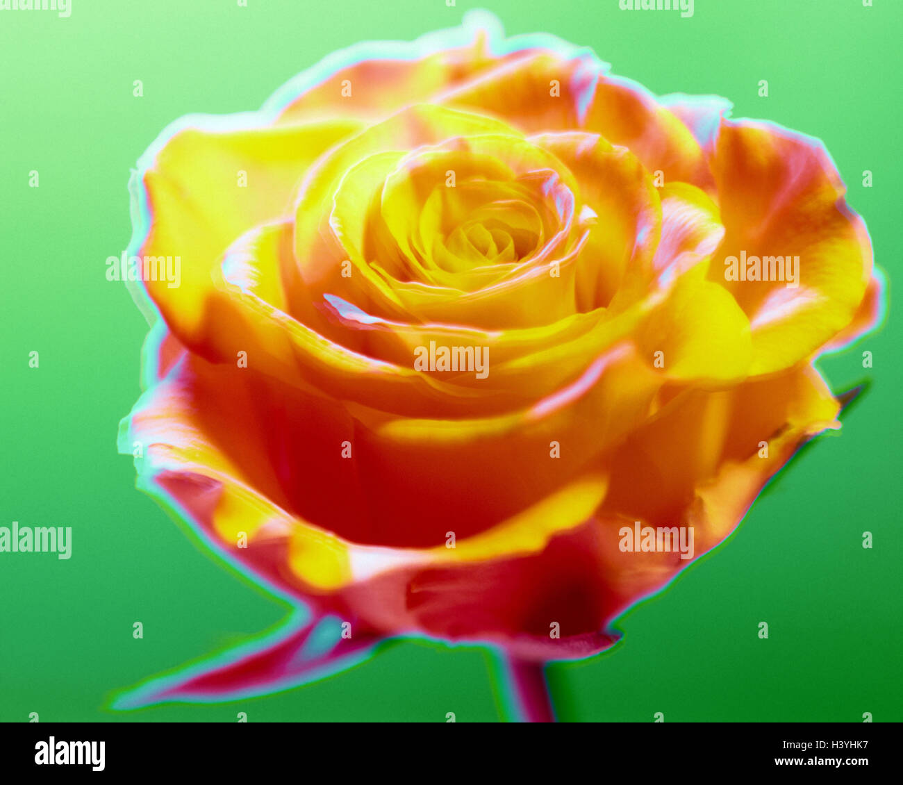 Rose, detail, blossom, manipulated, rose blossom, flower, flower head ...