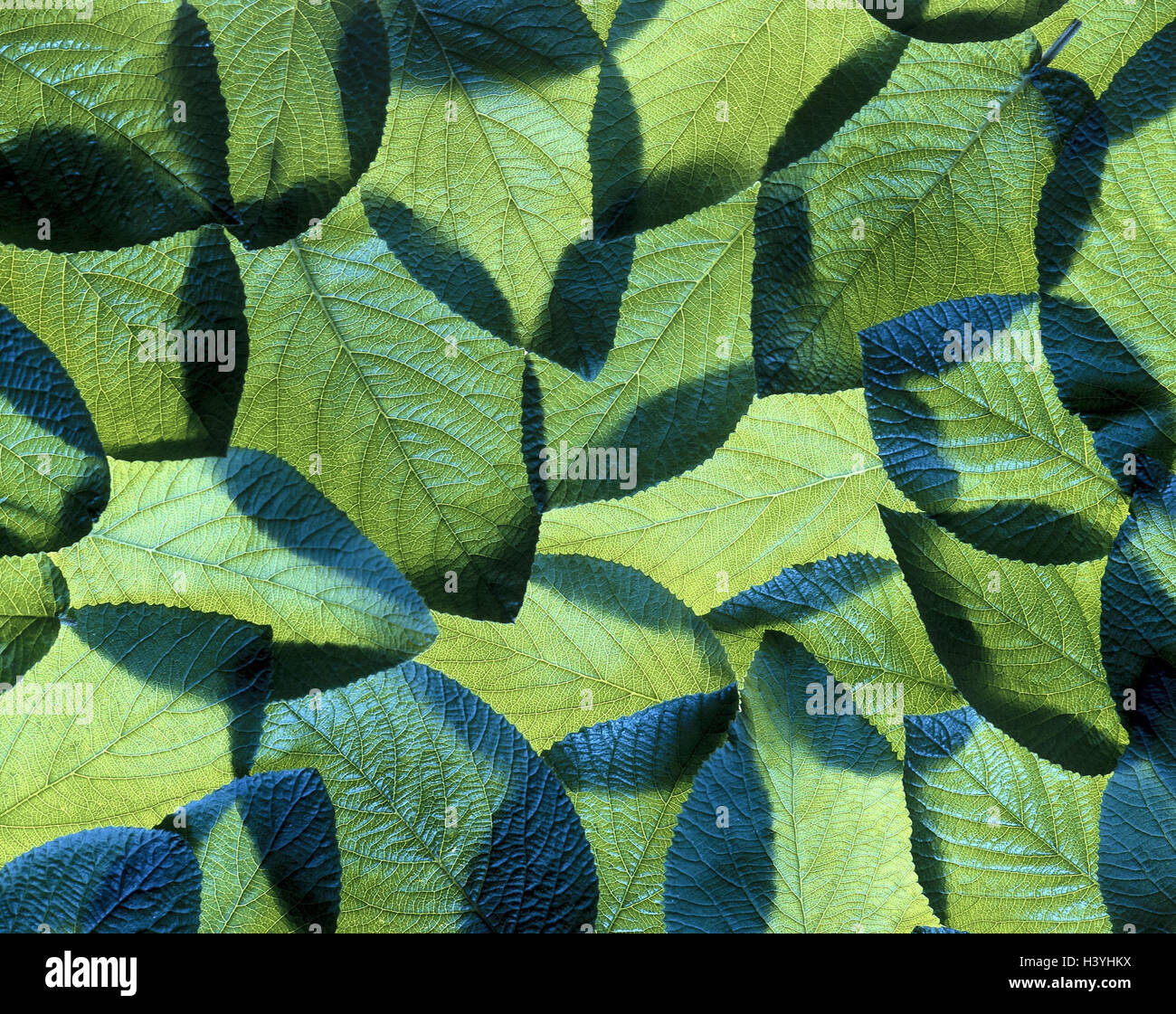 Sample of honeysuckle plant hi-res stock photography and images - Alamy