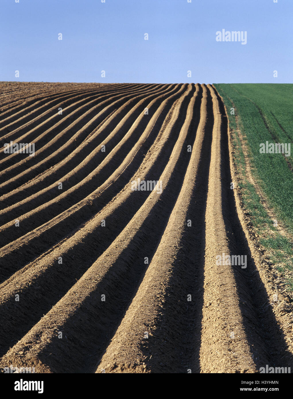 Agriculture, field, furrowedly, field scenery, field economy ...
