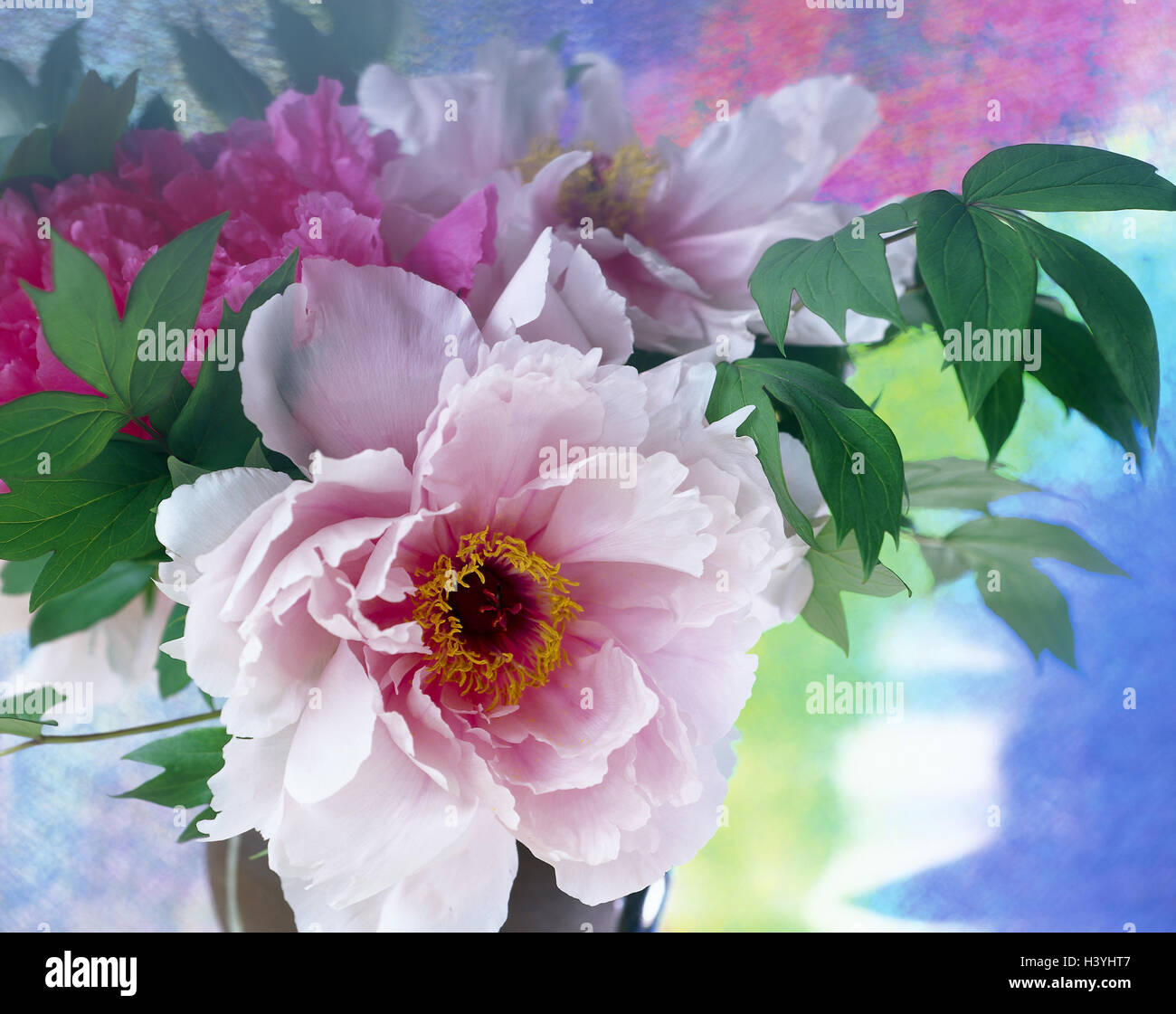 Vase, peonies, Paeonia officinalis, arrangement, flower arrangement ...