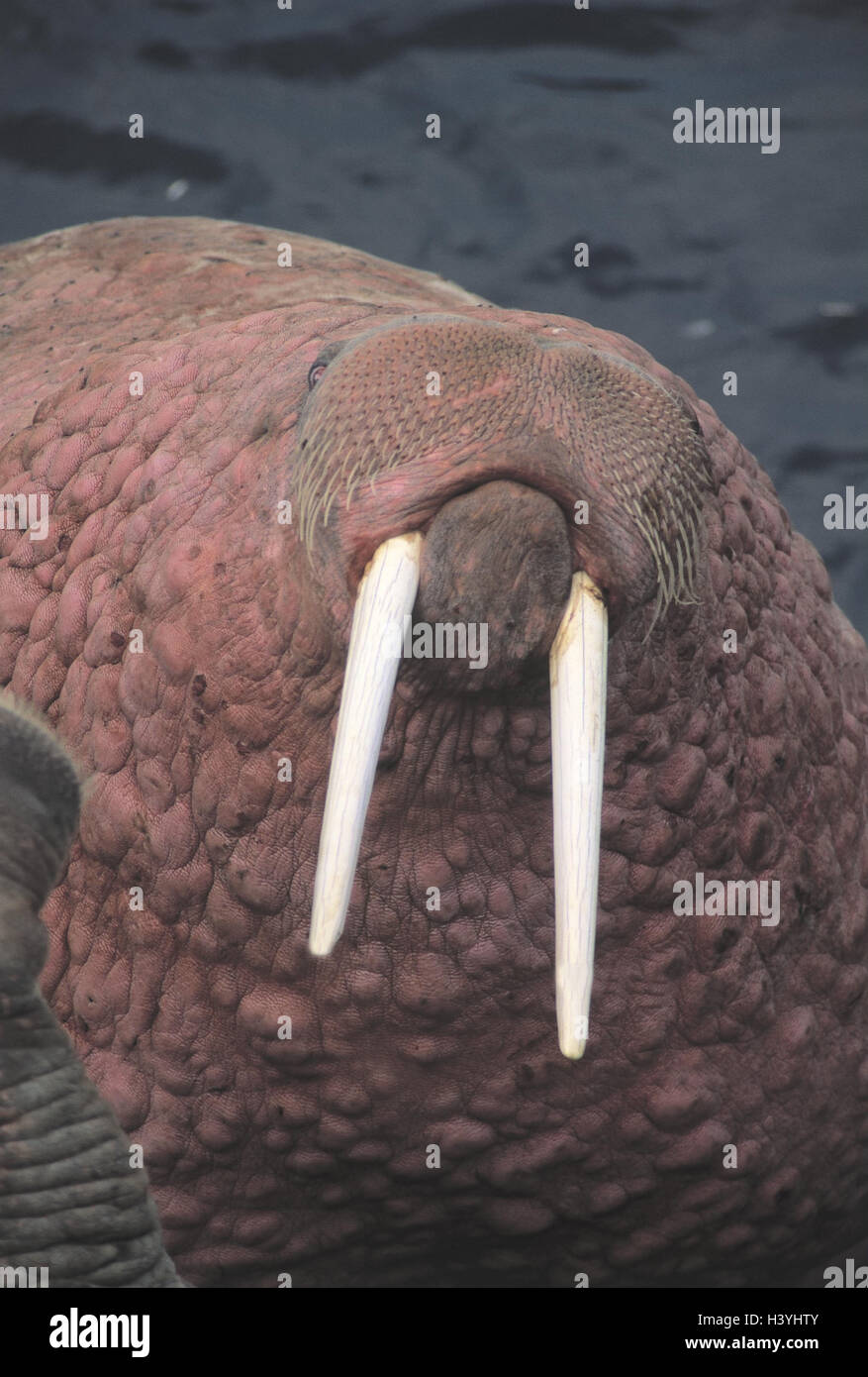 The USA, Alaska, walrus, Odobenus, rosmarus, head, detail, America ...