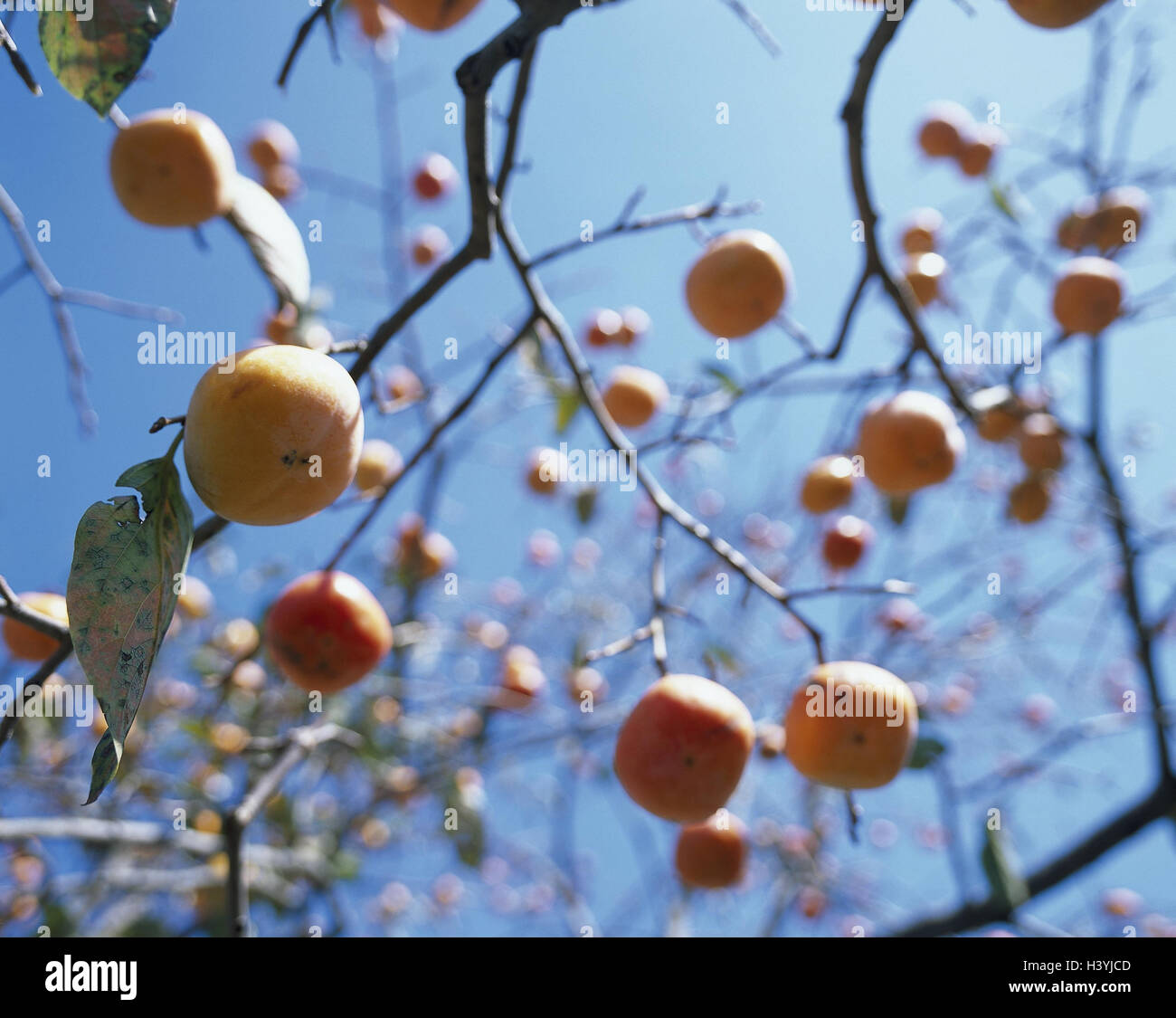 Tree, fruits, Kakis, fruit-tree, plant, Japanese persimmon tree ...