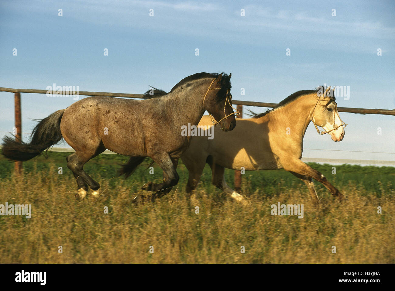Criollos hi-res stock photography and images - Alamy