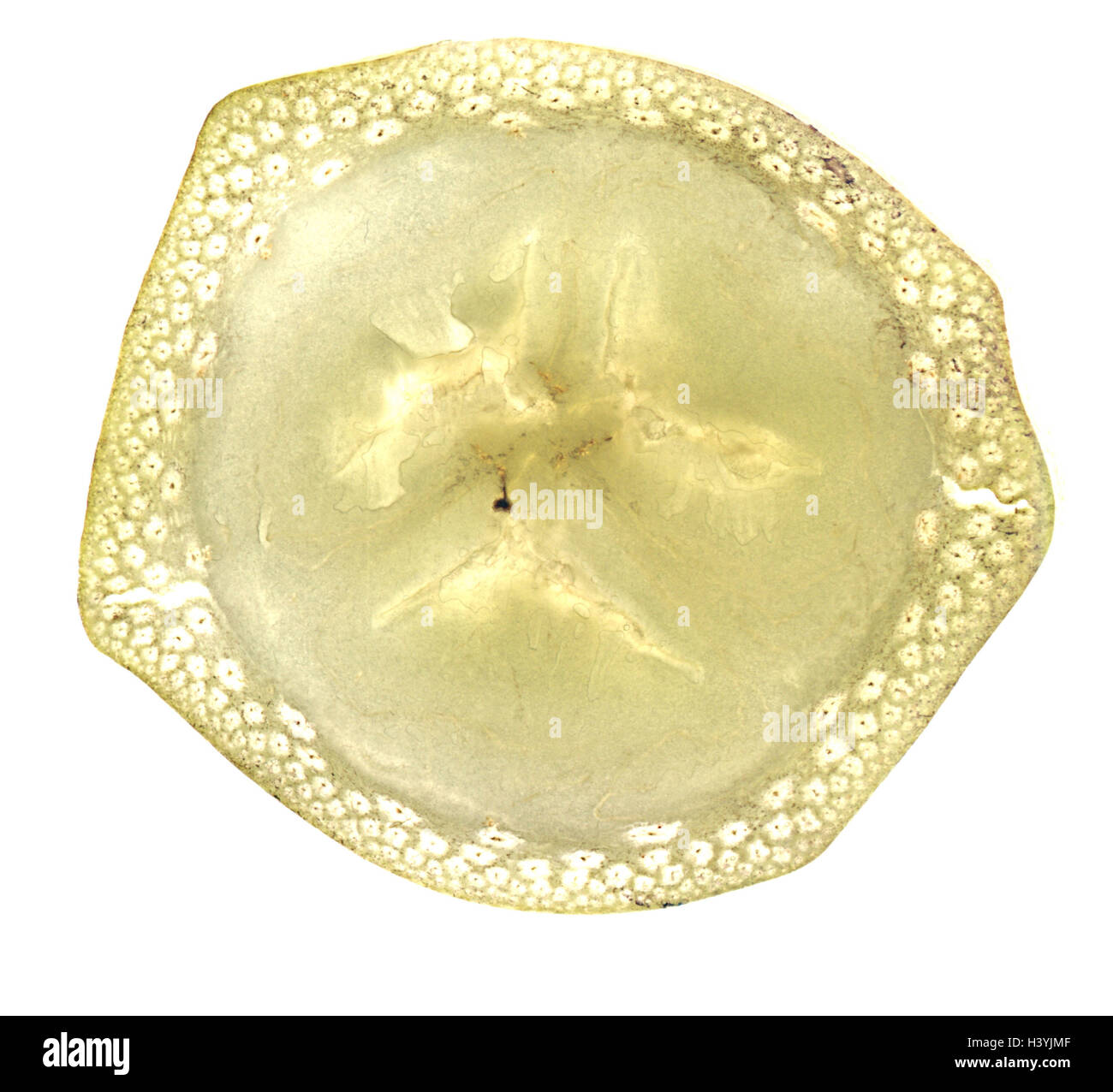 Banana slice, close up, banana, slice, flesh, fruit, fruits, fruit ...