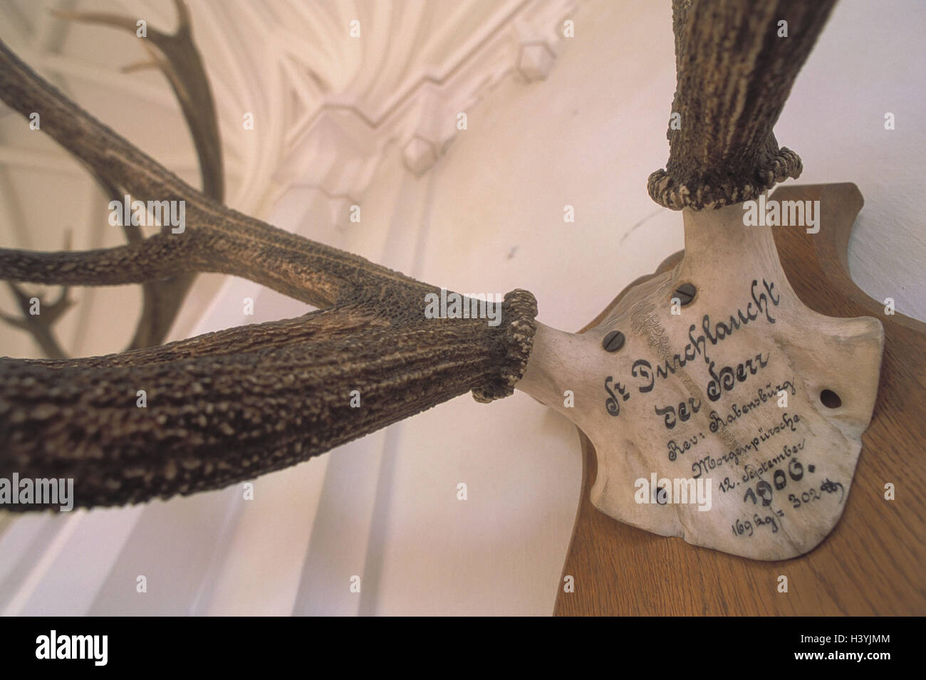 Hunting trophy, wall, deer antlers, skull, hunt, trophy, deer, antlers ...