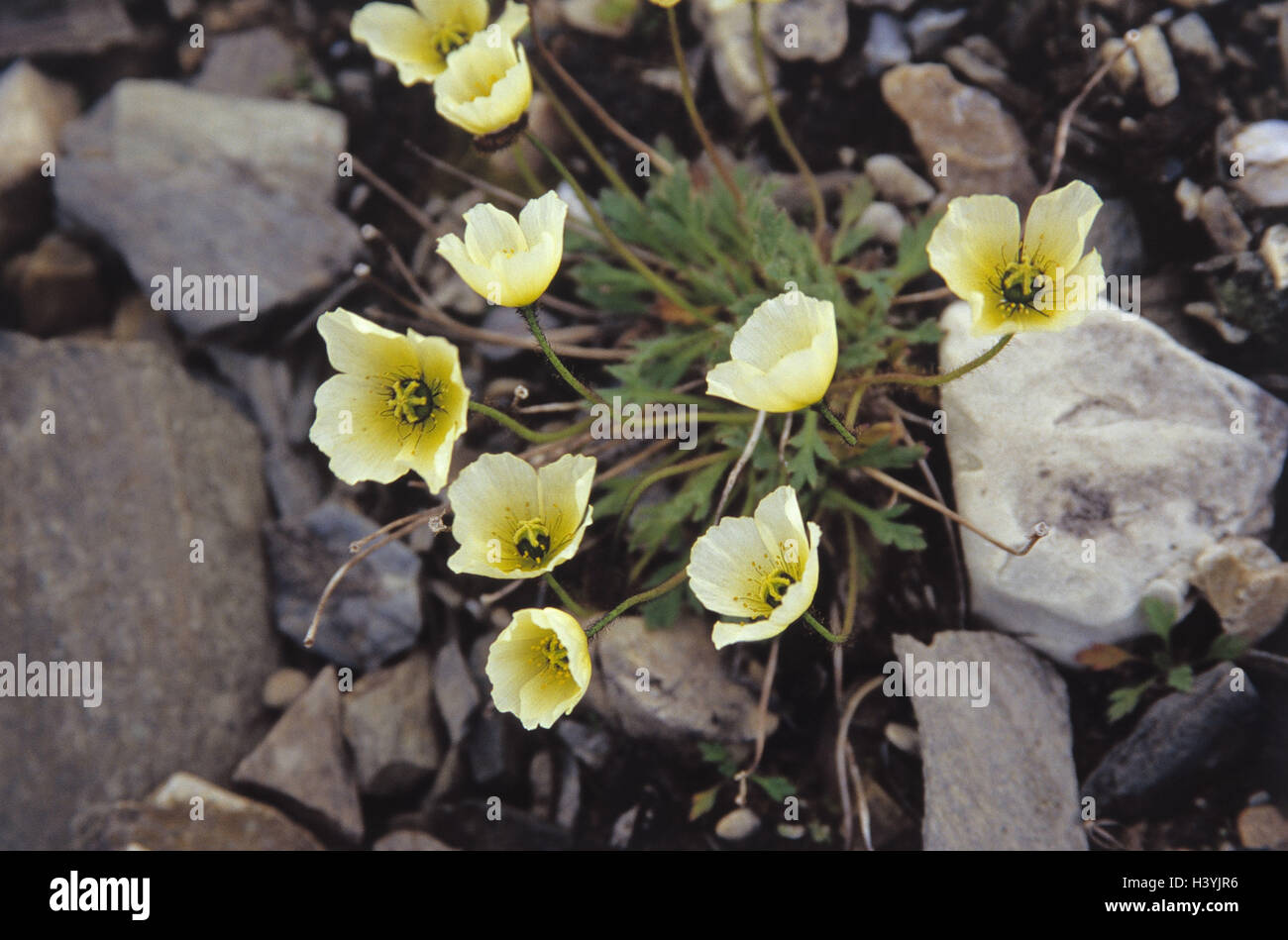 Norway, rock, arctic poppy seed, Papaver radicatum, Northern, Europe ...