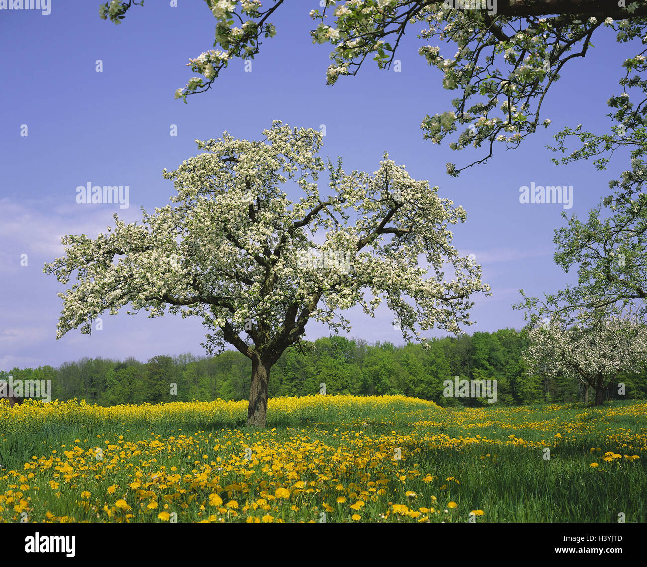 Switzerland, flower meadow, fruit-tree, blossoms, spring, season ...