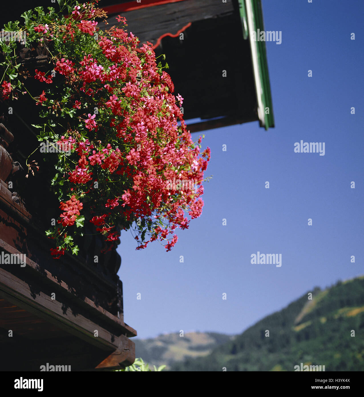 Wooden balcony geraniums hi-res stock photography and images - Alamy