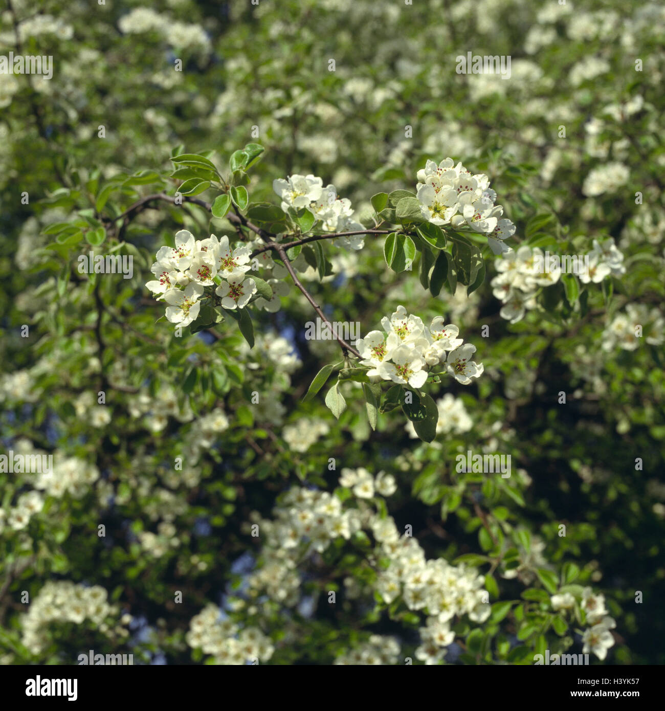 Pear tree pyrus communis hi-res stock photography and images - Alamy