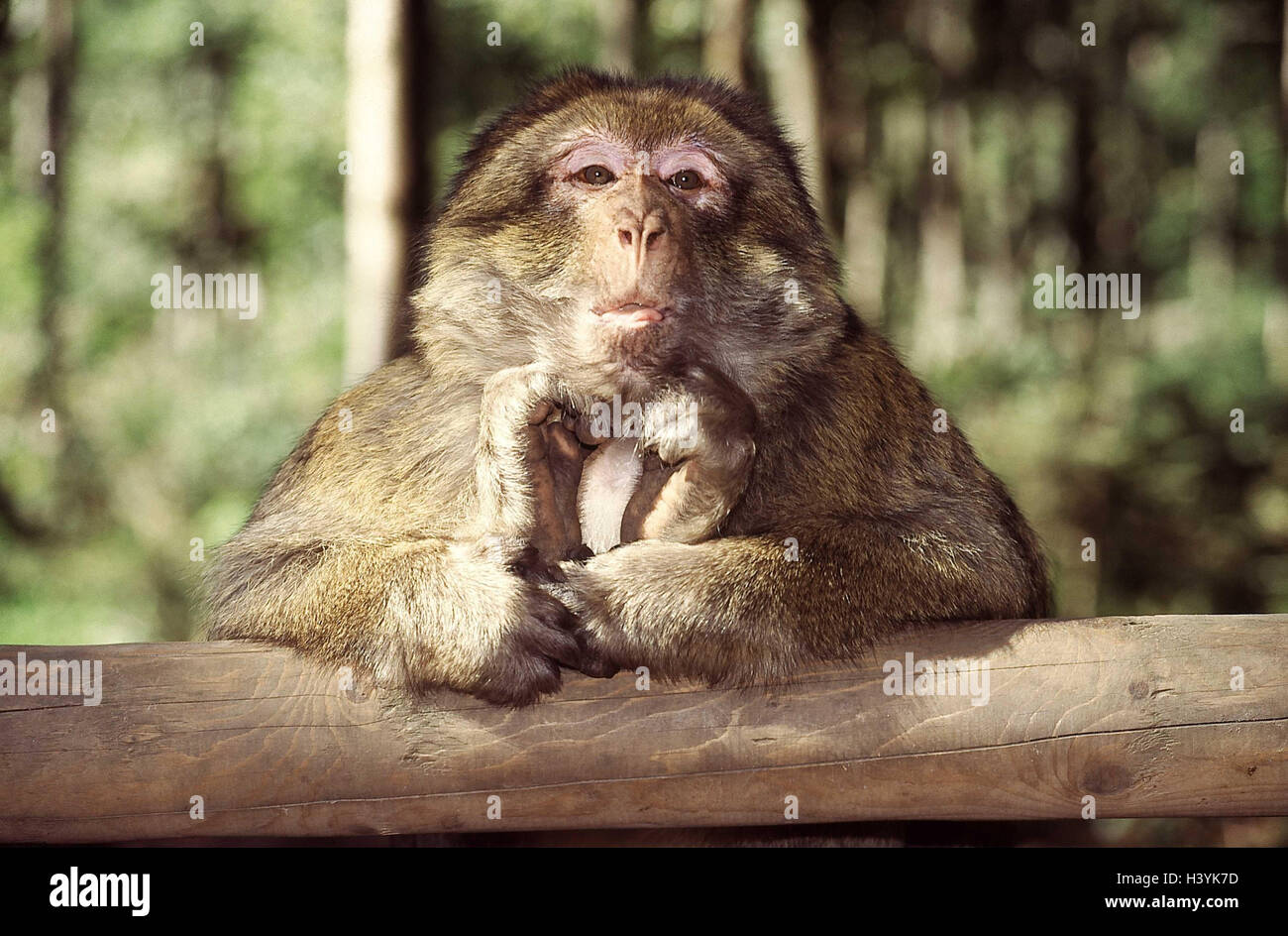 Animal park, Magot, Macaca sylvana, outside, zoo, mammals, mammal, wild ...
