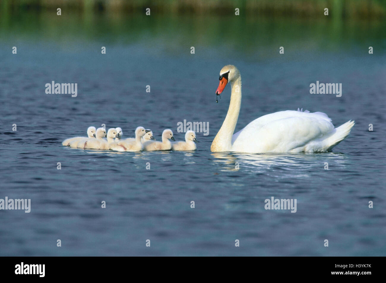 Lake, hump swans, Cygnus olor, mother animal, young animals, waters ...