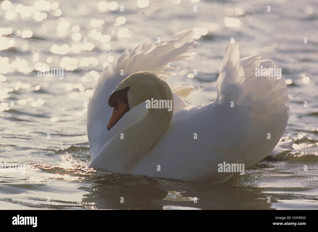 Back hump hi-res stock photography and images - Alamy