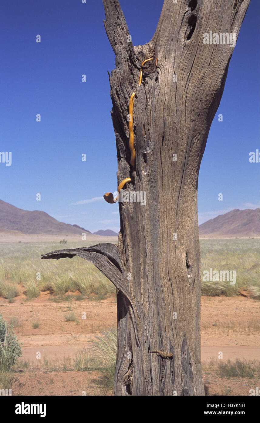 Namibia, Namib Naukluft national park, Zaris River, trunk, cape cobra ...
