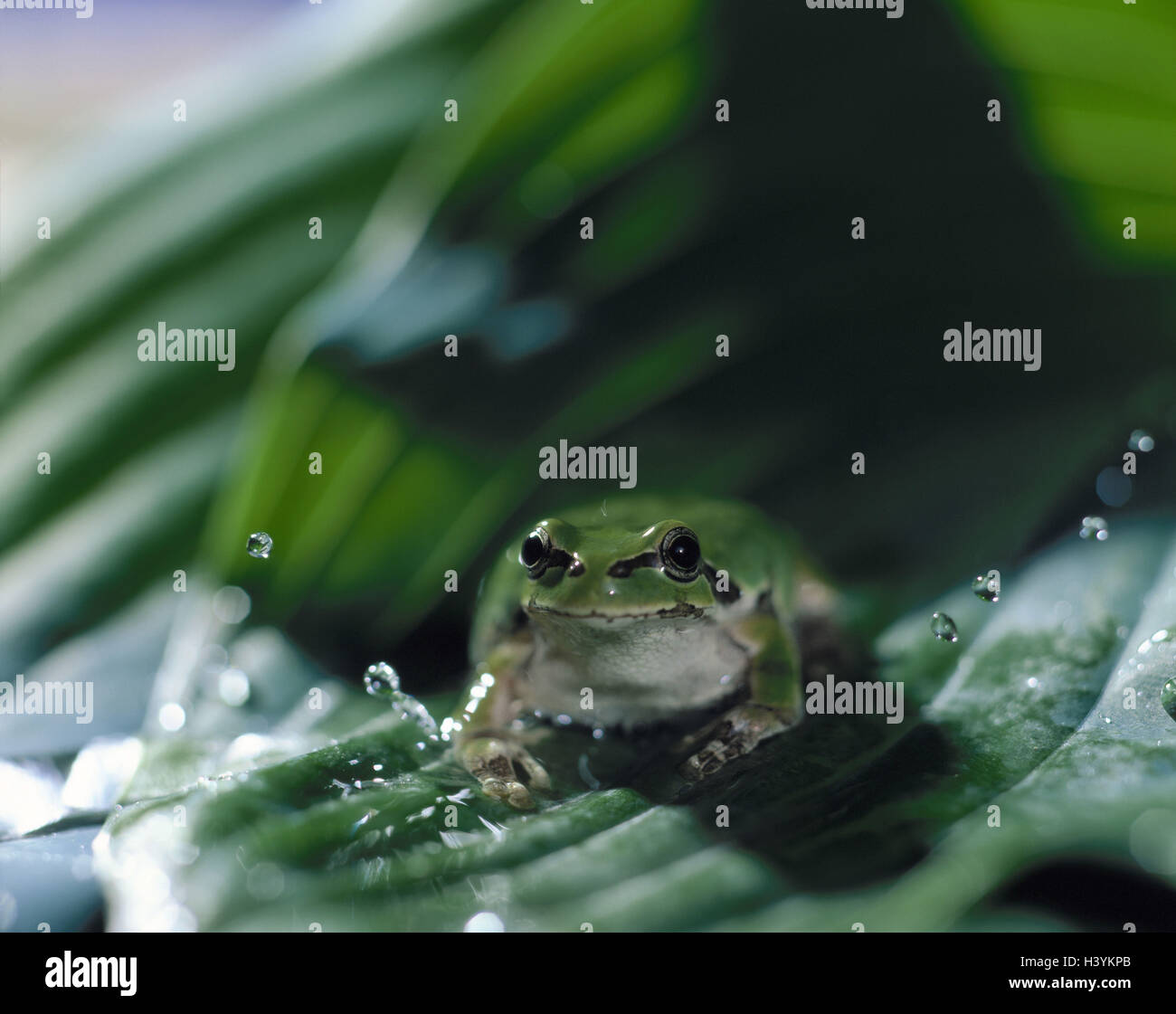 Water frog, Rana esculenta, amphibians, Amphibia, frog, frogs, real ...