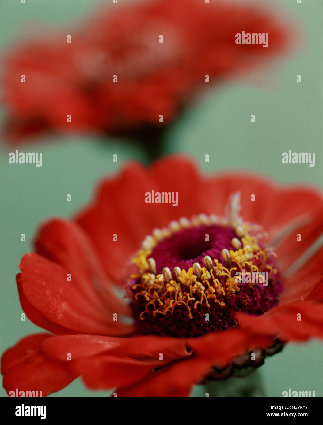 Garden zinnias, Zinnia spec., detail, blossoms, red, cultivated plants ...