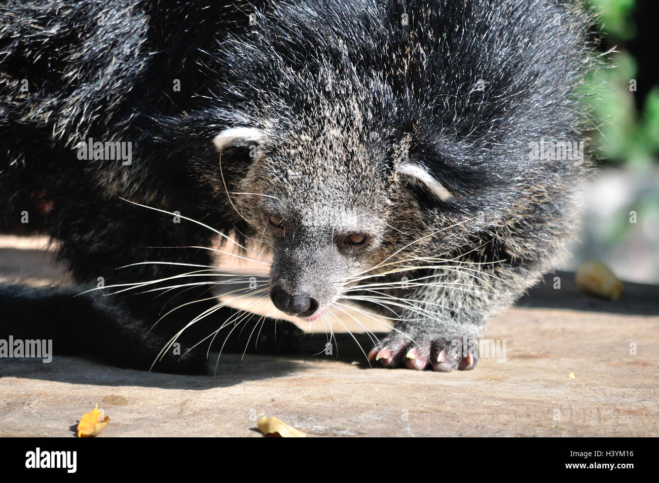 The bearcat or binturong or latin name artictis binturong in an ...