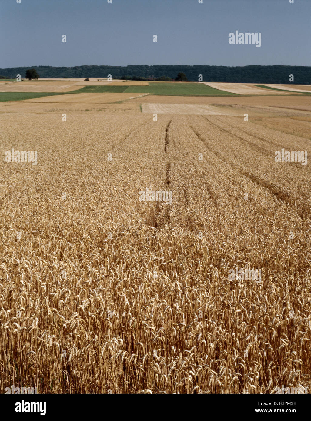 Germany, Baden-Wurttemberg, grain-field, Europe, field scenery, grain ...