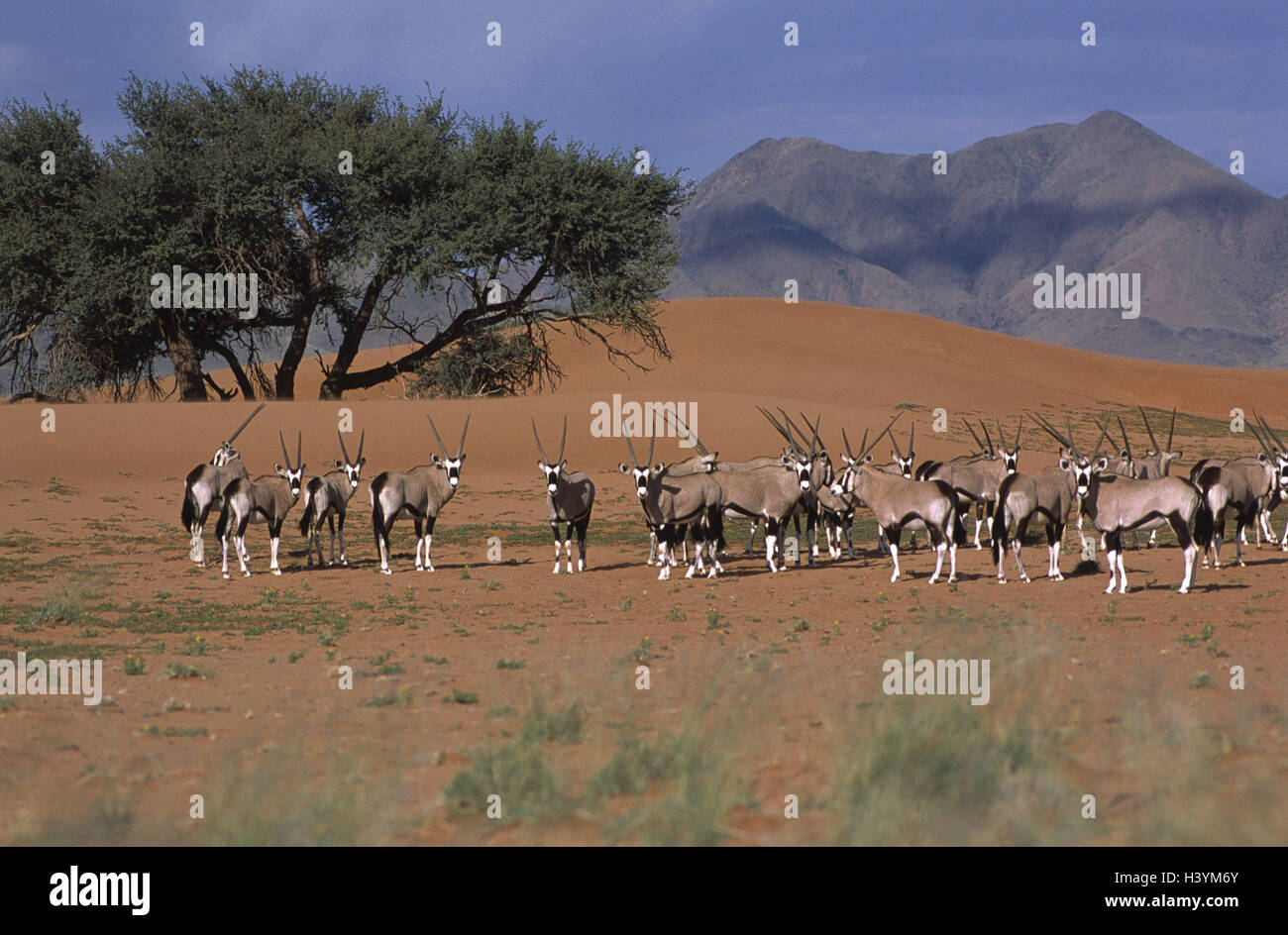 South african spit vaulting horses hi-res stock photography and images ...