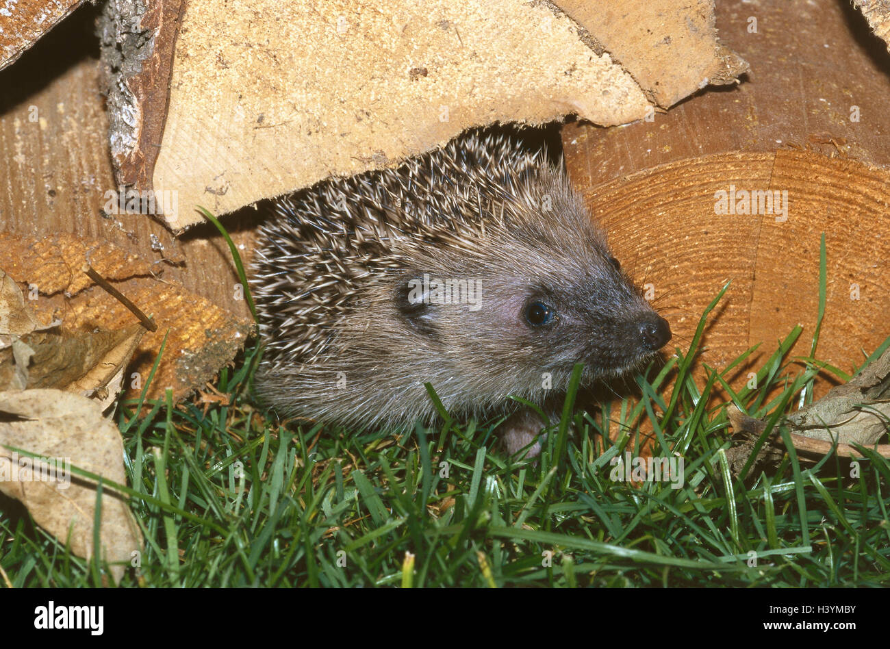 Wooden Lining High Resolution Stock Photography and Images - Alamy