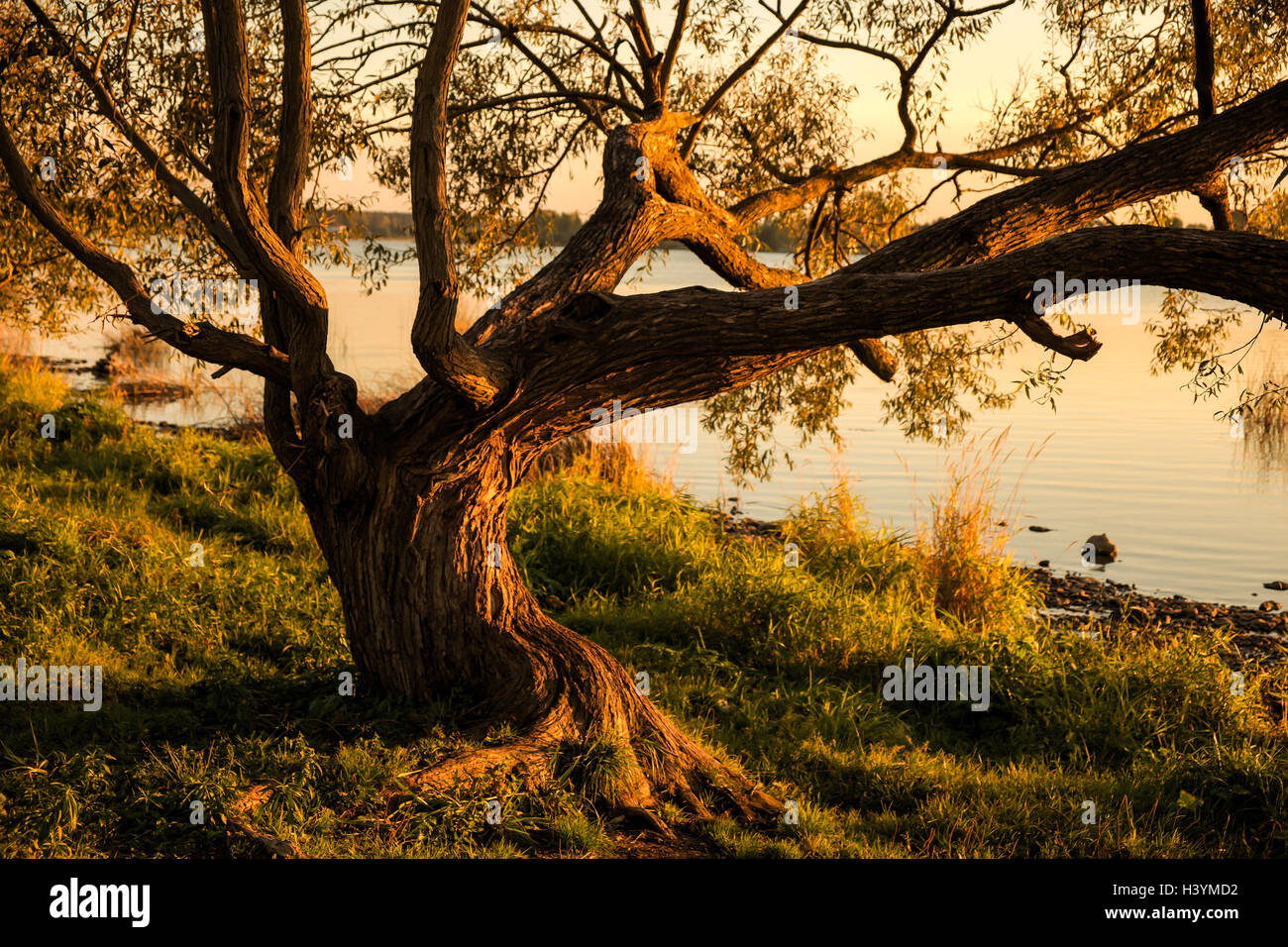 Tree with roots and branches hi-res stock photography and images - Alamy