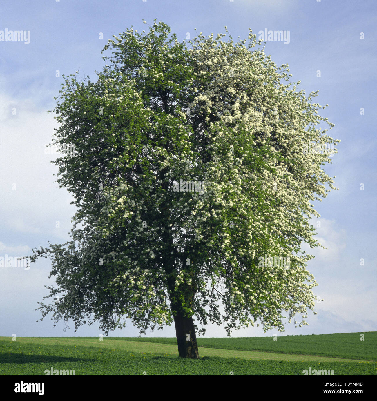 Meadow, pear tree, Pyrus communis, blossoms, spring, nature, season ...