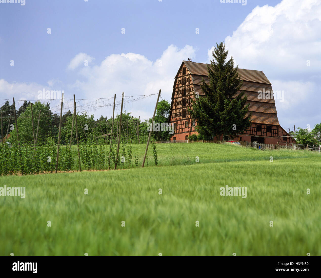 Hop cultivation hi-res stock photography and images - Alamy