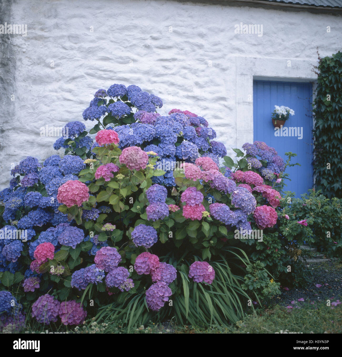 France, Brittany, residential house, garden, detail, hydrangeas ...