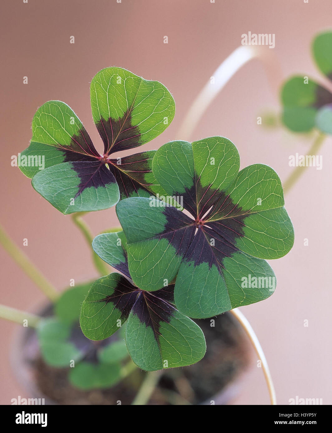 Four-leafed clover, detail, leaves, Still life, product photography ...