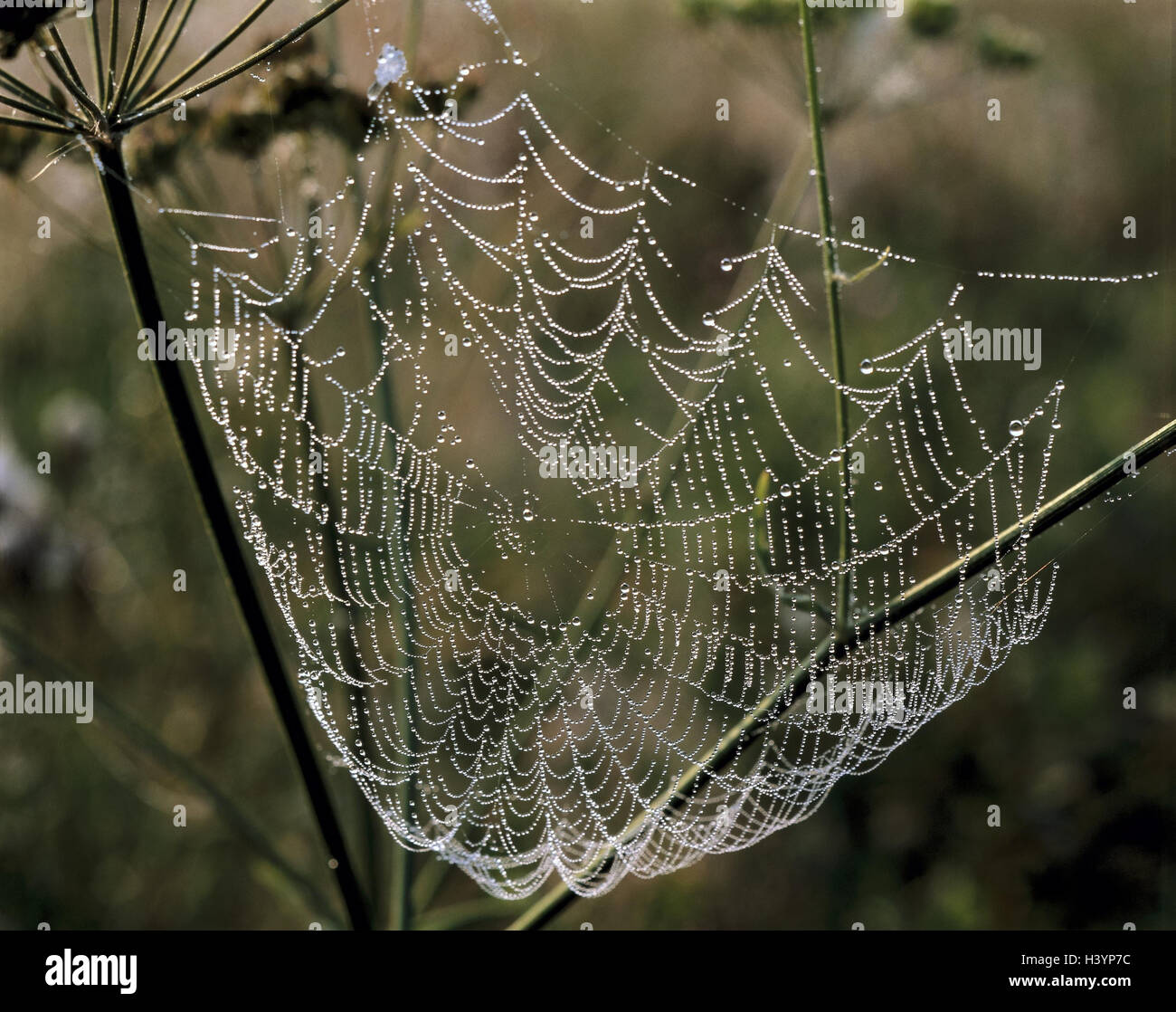 Rope webs hi-res stock photography and images - Alamy