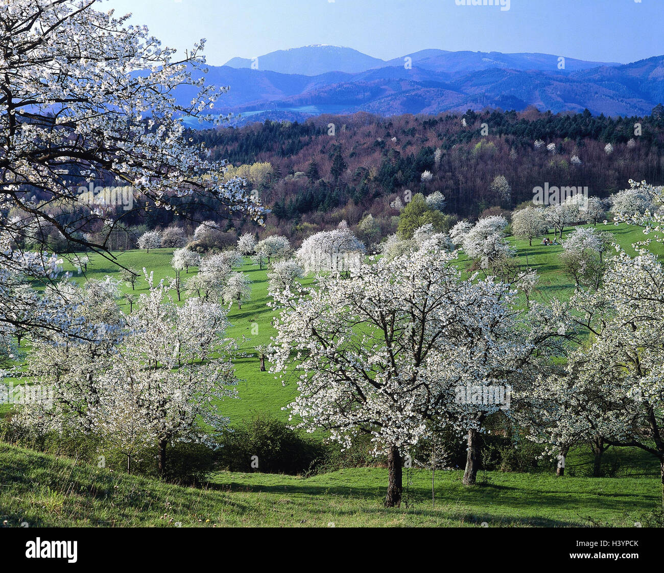 Germany, Black Forest, scenery, cherry trees, blossoms, spring, close ...