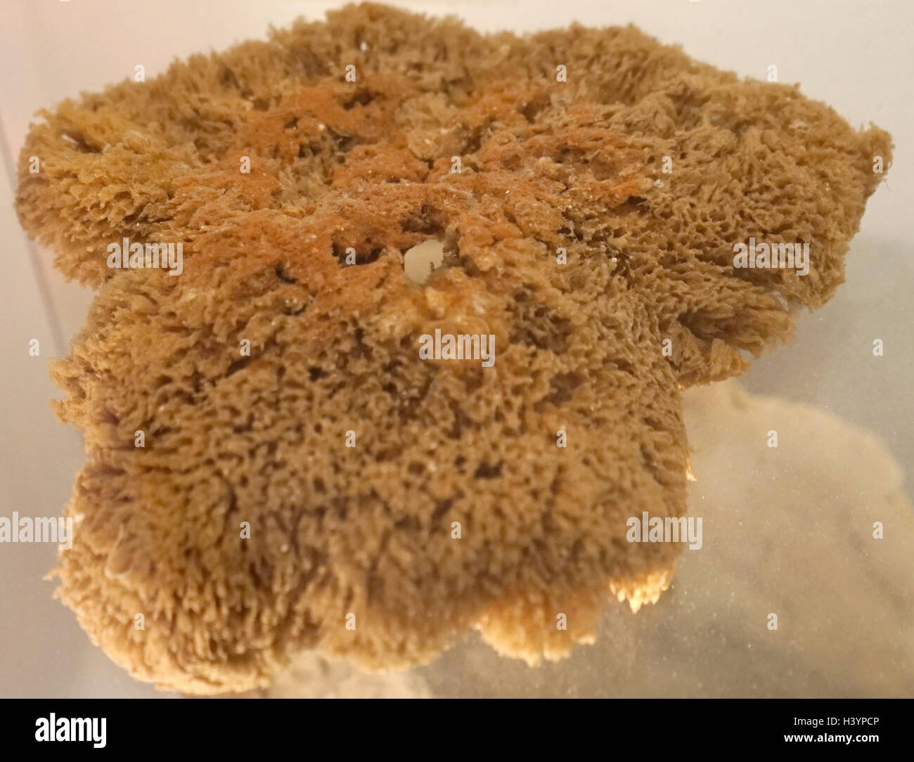 A sample of a plant fibre sponge, which are mostly used to help with ...