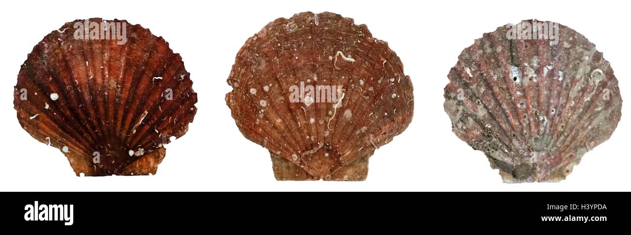 Shells from the great scallop, also known as King Scallop, which is an ...